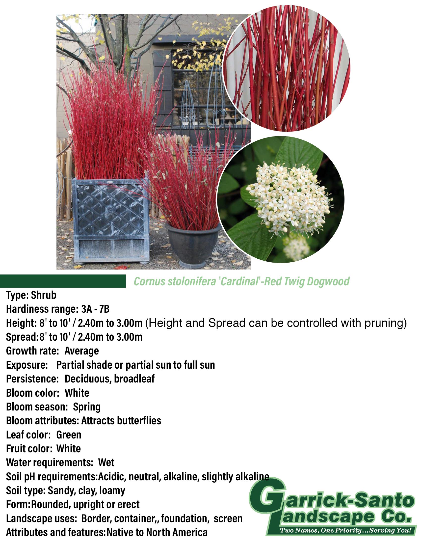 Deciduous Shrub Palette | Garrick-Santo Landscape Co.