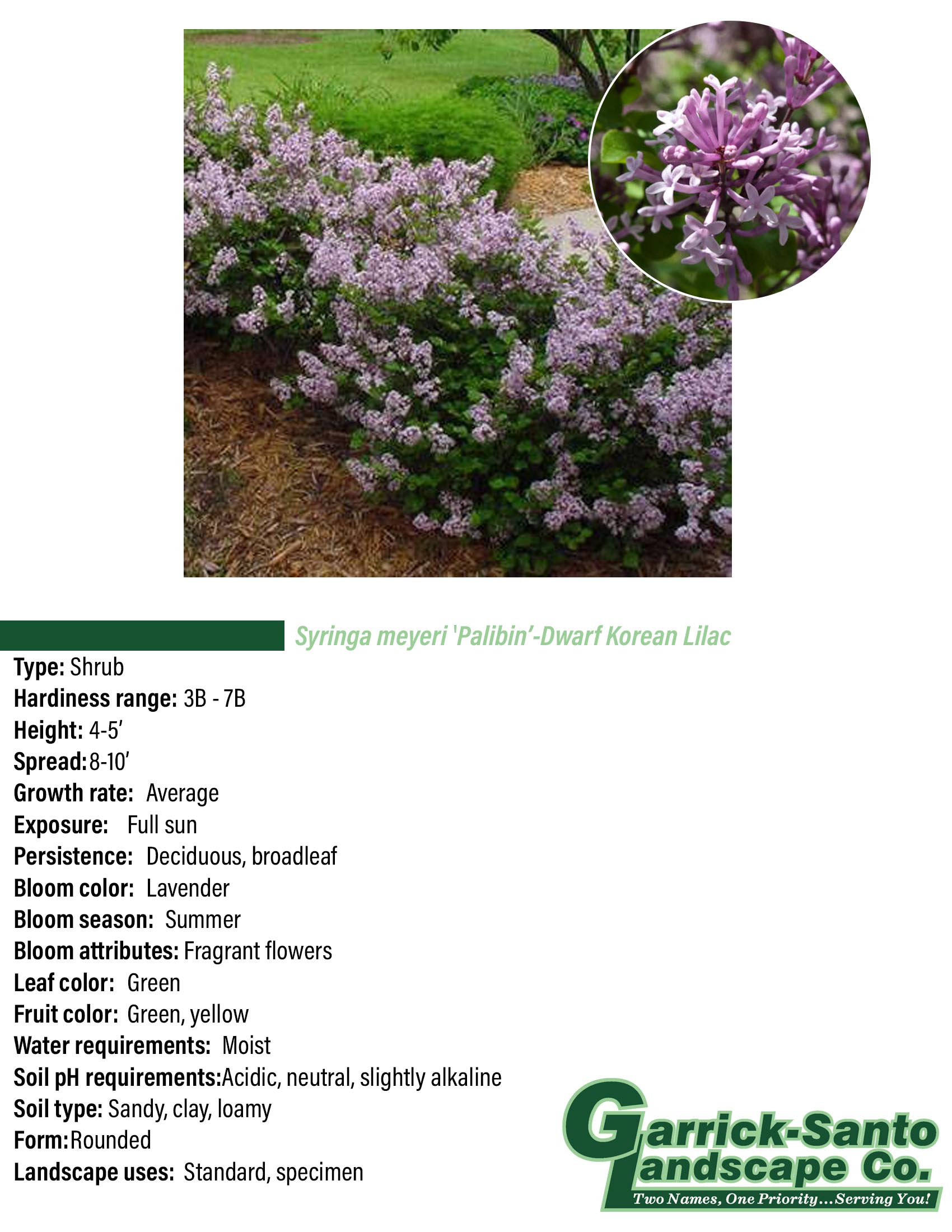 Deciduous Shrub Palette | Garrick-Santo Landscape Co.