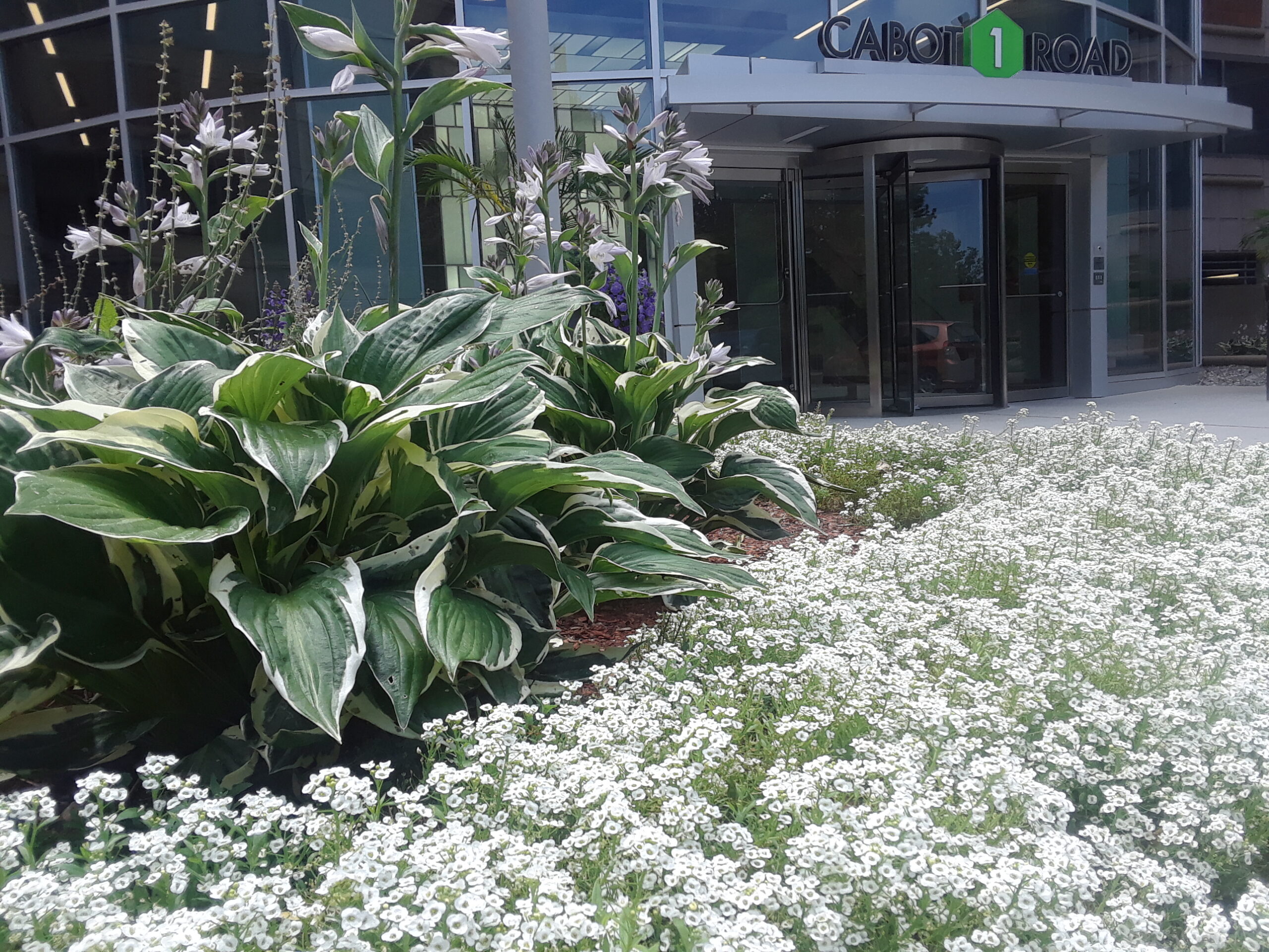 Plant of the Week: Hostas | Garrick-Santo Landscape Co.