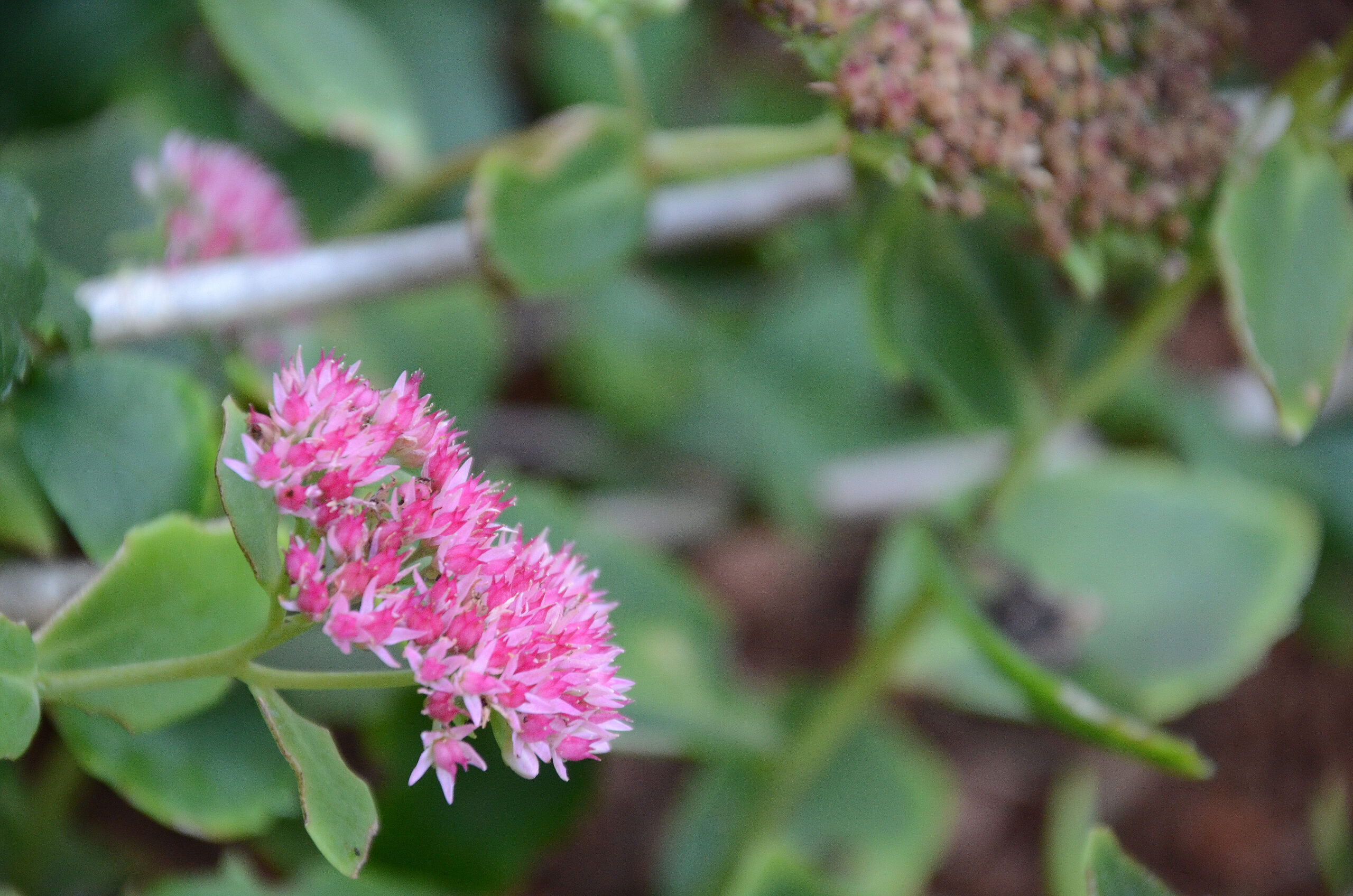 Plant of the Week: Spirea | Garrick-Santo Landscape Co.