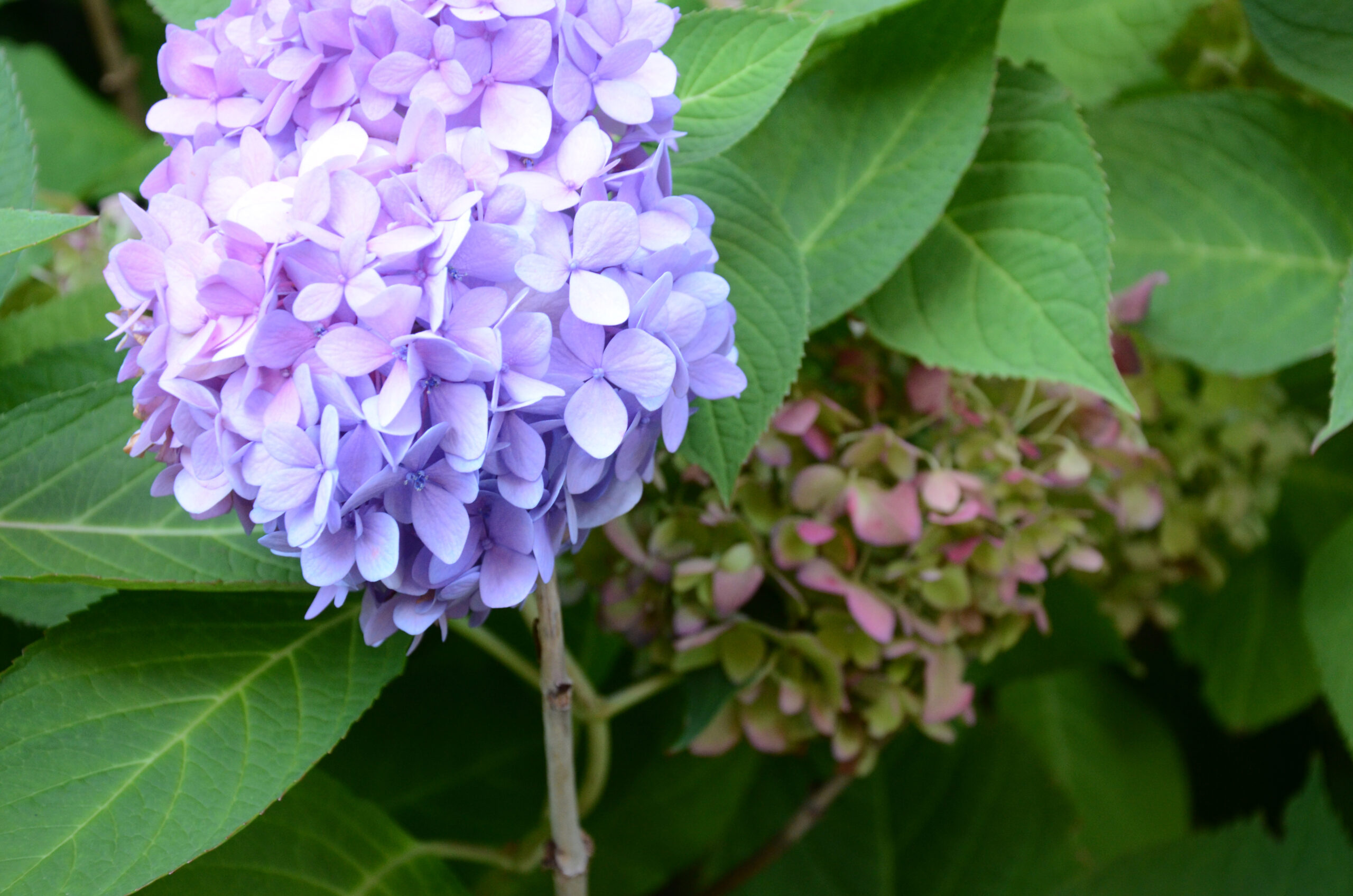 Plant of the Week: Hydrangea | Garrick-Santo Landscape Co.